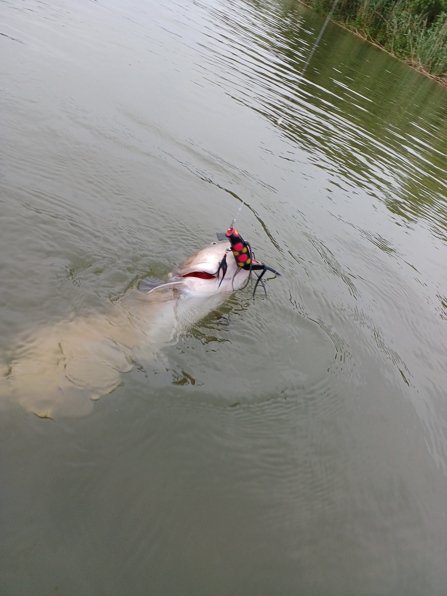 6月11日UP-8: ふぃ〜っしゅ ガウラクラフト